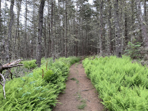 Hikers Guide To The Gaff Point Trail (Nova Scotia, Canada) | Hikers ...